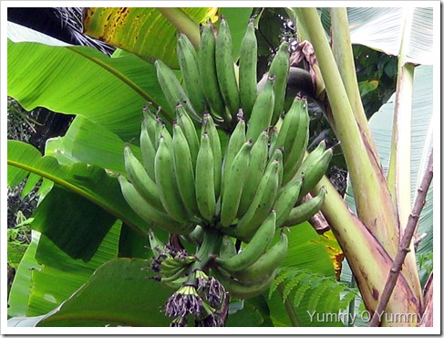 Ethakka Upperi / Raw Banana Chips | Yummy O Yummy